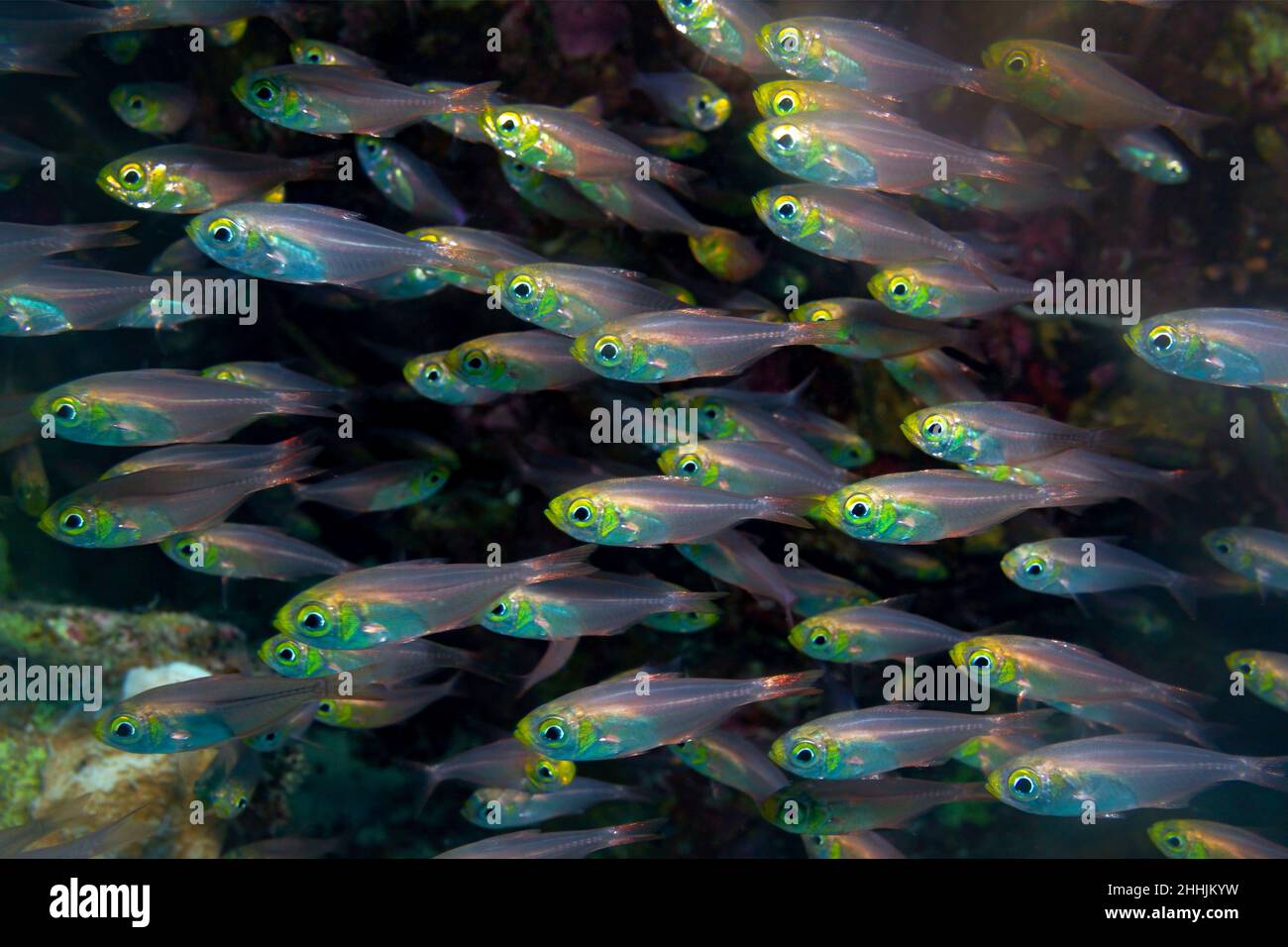 many tropical coral Golden sweeper fish swimming in clean water of Red ...