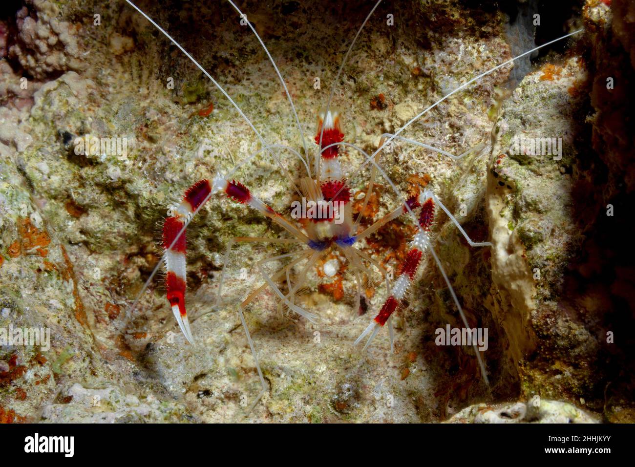 Exotic banded cleaner shrimp with white and red stripes on body on ...
