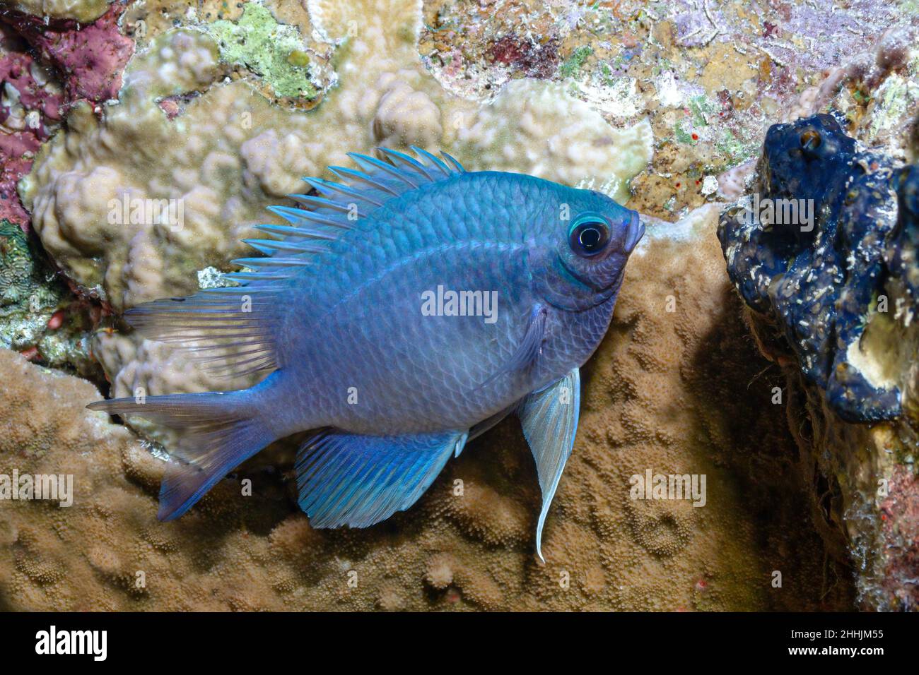 Maldives damselfish with blue scale and fins swimming on reefs ...