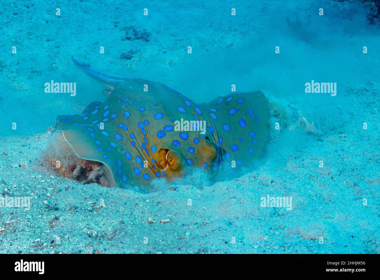 Underwater scenery of coral reefs with blue spotted ribbontail ray on ...