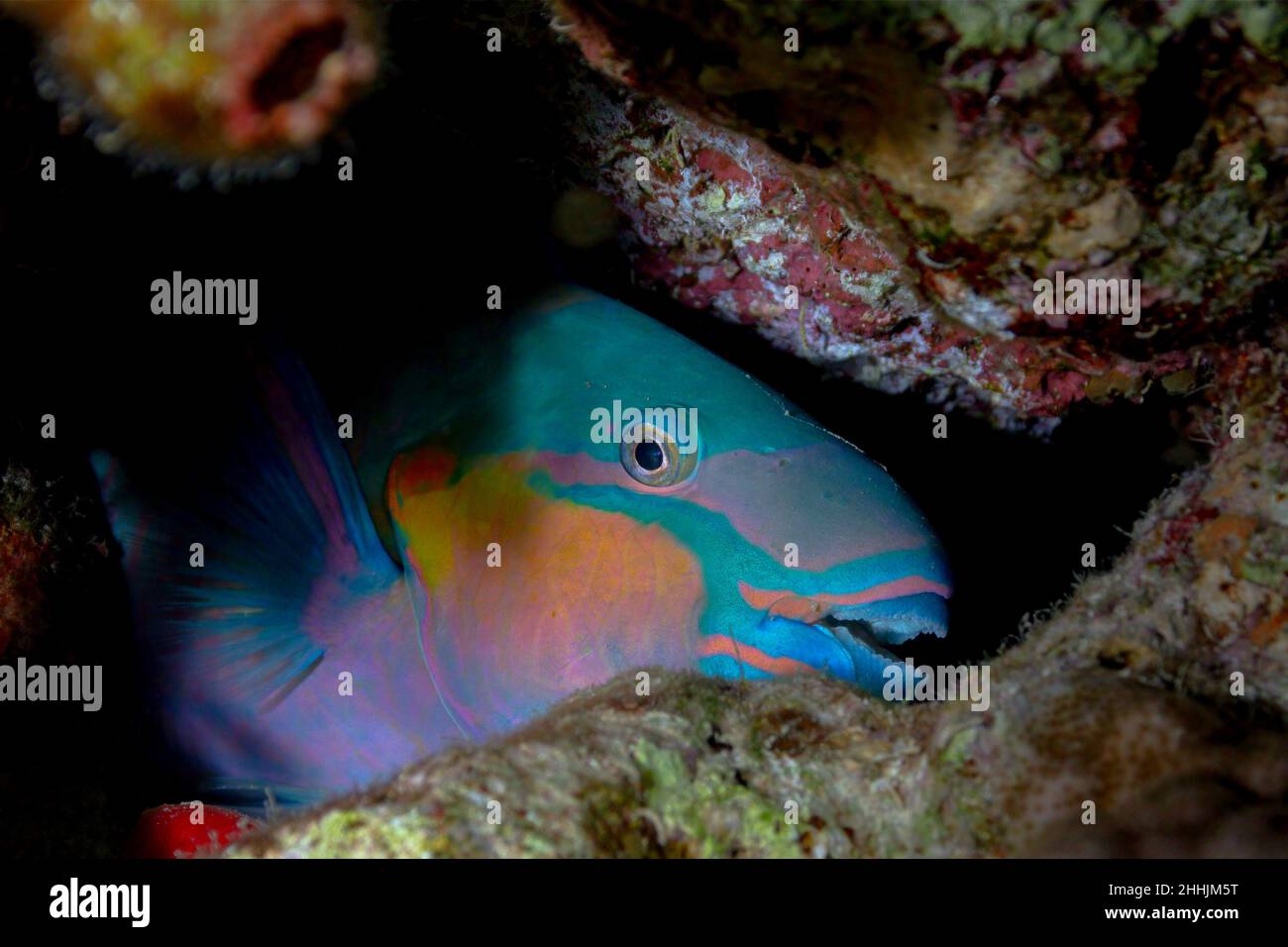 Bright exotic parrotfish hiding in coral reefs in wildlife in tropical ...
