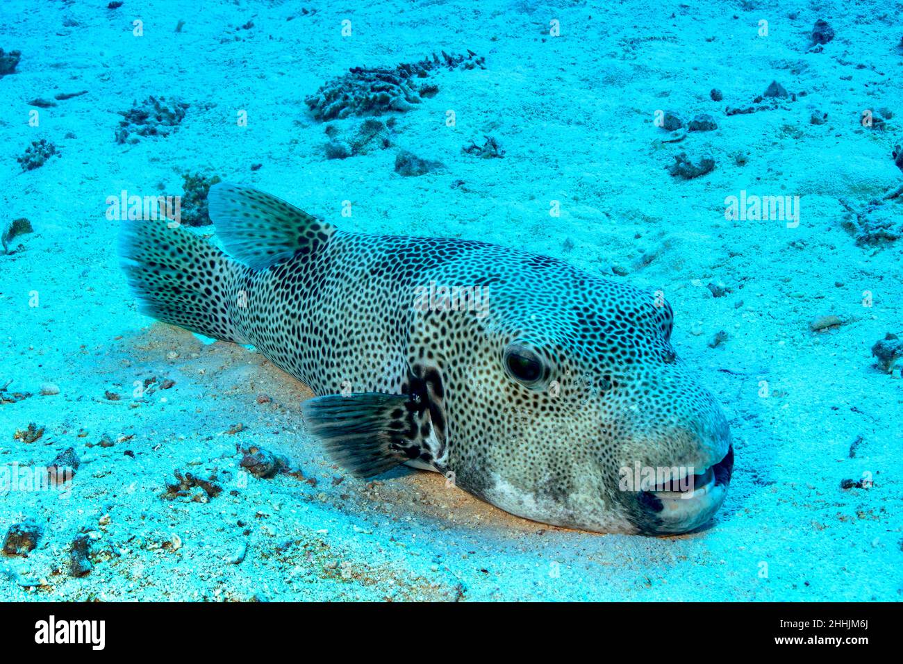 Wild demersal marine fish starry puffer on sandy bottom of turquoise ...