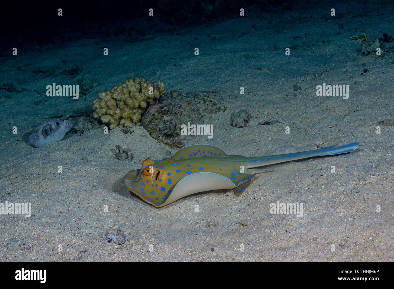 Underwater scenery of coral reefs with blue spotted ribbontail ray on ...