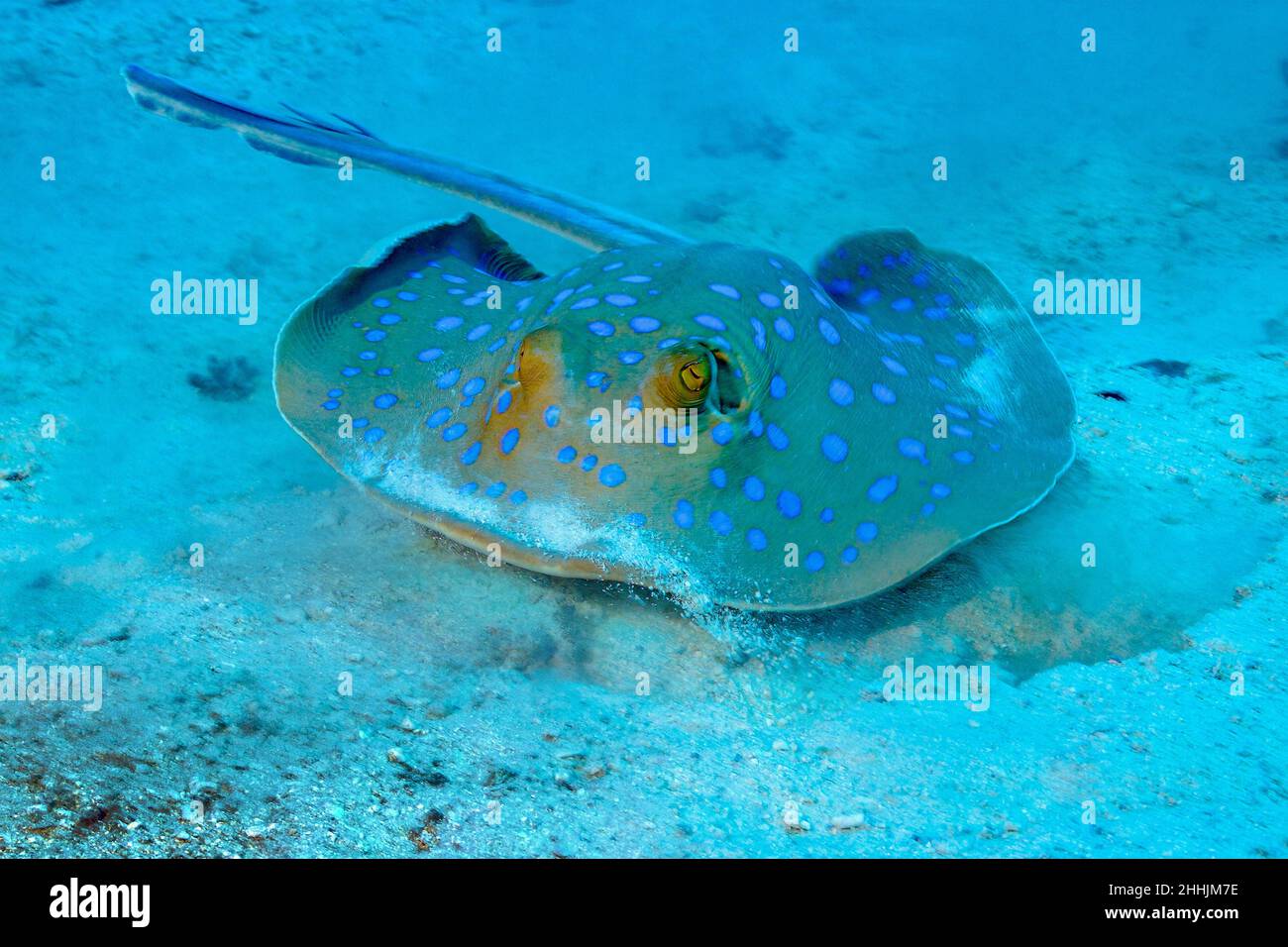 Underwater scenery of coral reefs with blue spotted ribbontail ray on ...