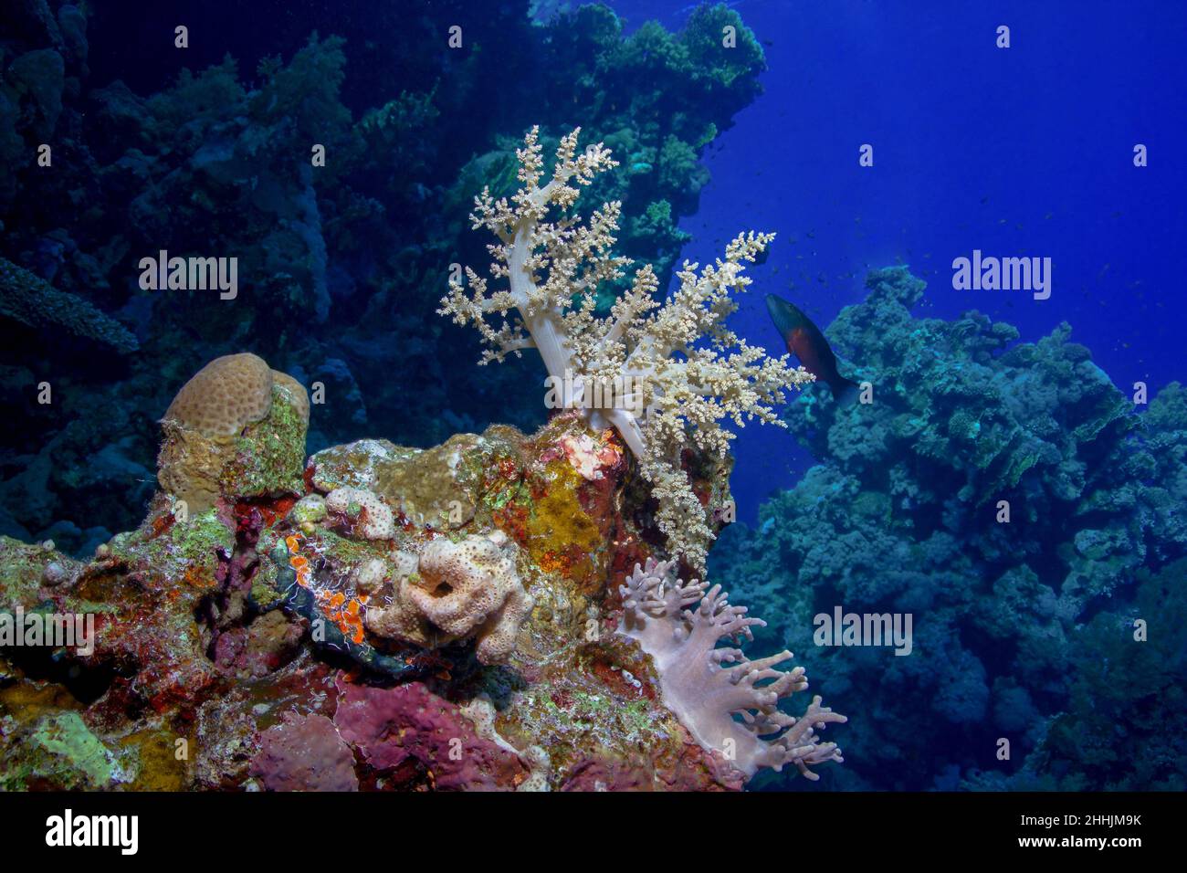 Bright soft Dendronephthya coral deep in clear red sea with blue water ...