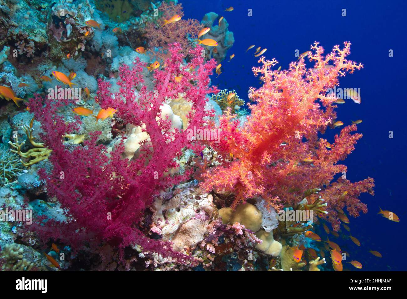 Shoal of colorful exotic orange fish swimming in coral reefs of blue ...