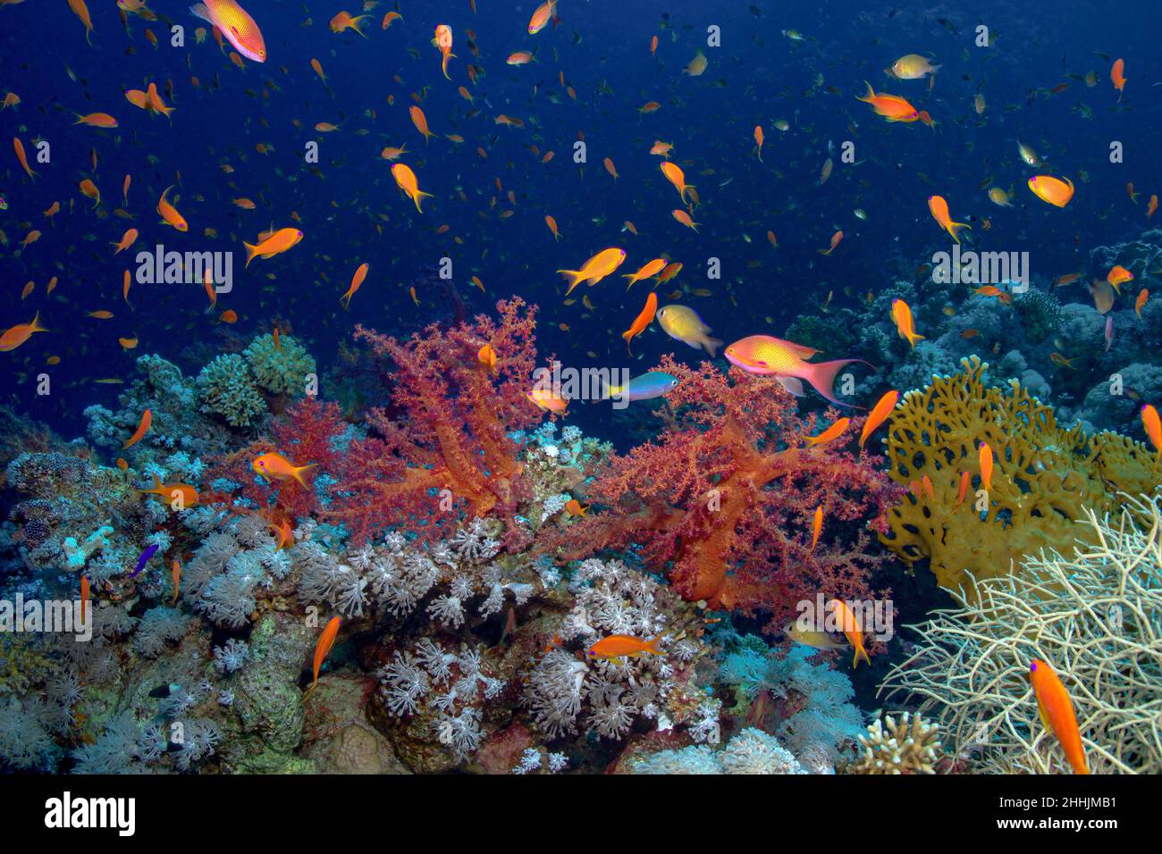 Shoal of colorful exotic orange fish swimming in coral reefs of blue ...