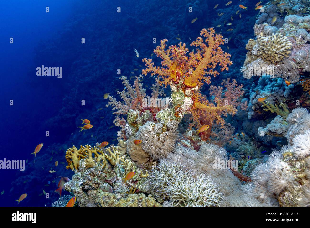 Shoal of colorful exotic orange fish swimming in coral reefs of blue ...