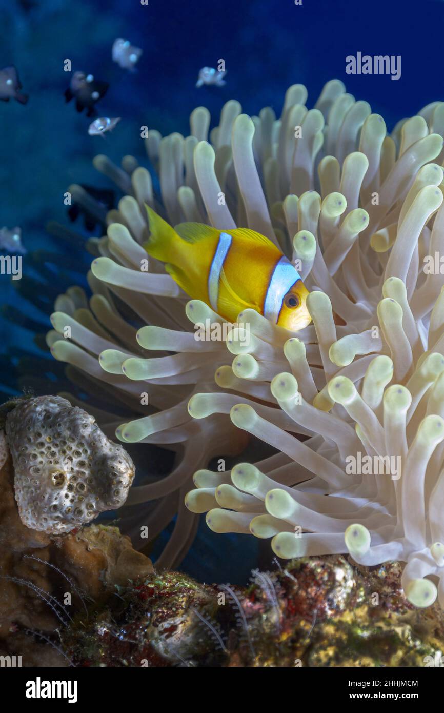 Colorful exotic red sea clownfish with yellow body and white stripes ...