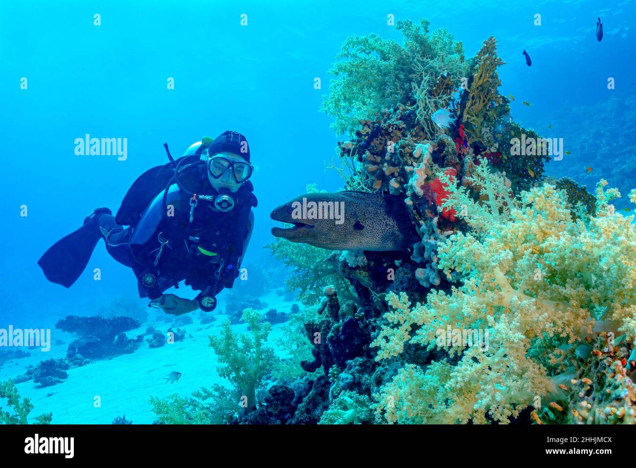 Full body of diver in wetsuit and flippers with diving mask swimming in ...