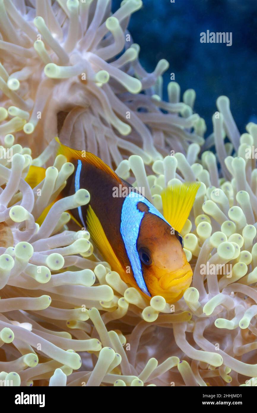 Colorful exotic red sea clownfish with yellow body and white stripes ...