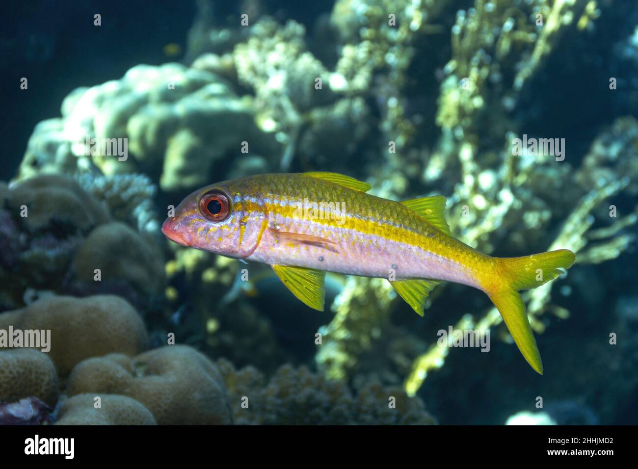 Colorful small yellowsaddle fish with yellow stripe swimming in coral ...