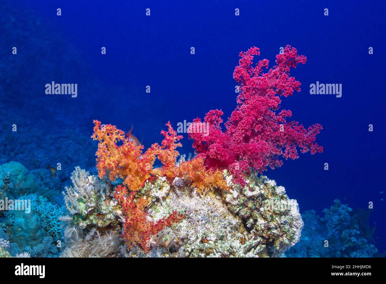 Bright soft Dendronephthya coral deep in clear red sea with blue water ...