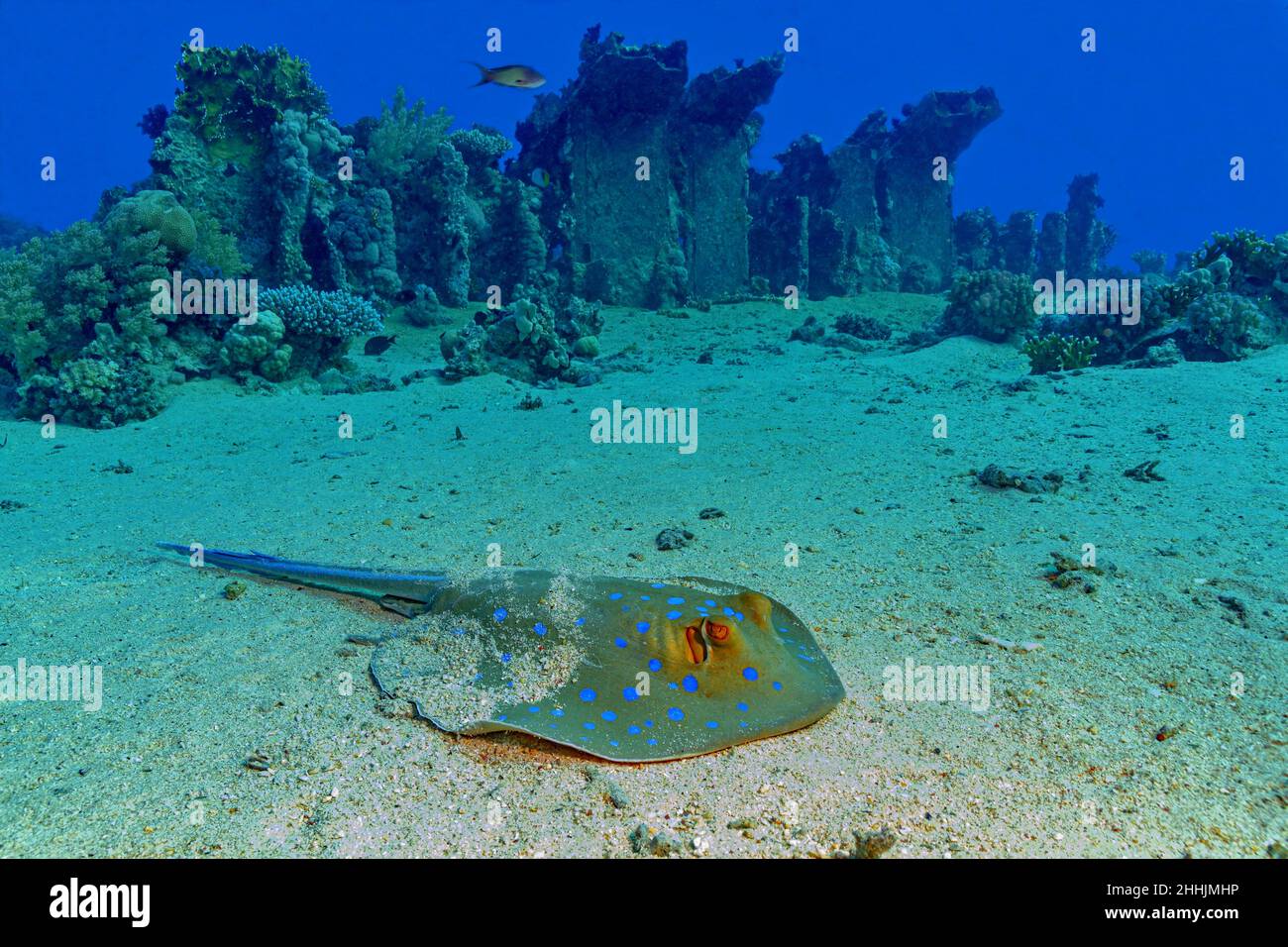 Underwater scenery of coral reefs with blue spotted ribbontail ray on ...