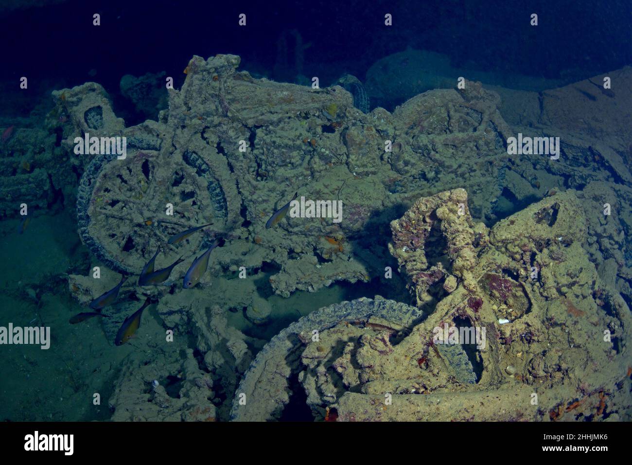 Carlet soldierfish hi-res stock photography and images - Alamy