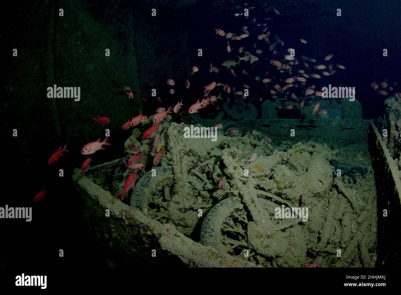 Carlet soldierfish hi-res stock photography and images - Alamy