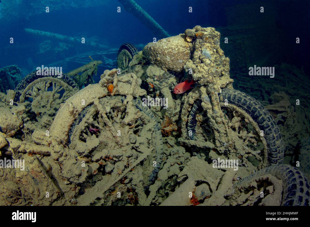 Carlet soldierfish hi-res stock photography and images - Alamy