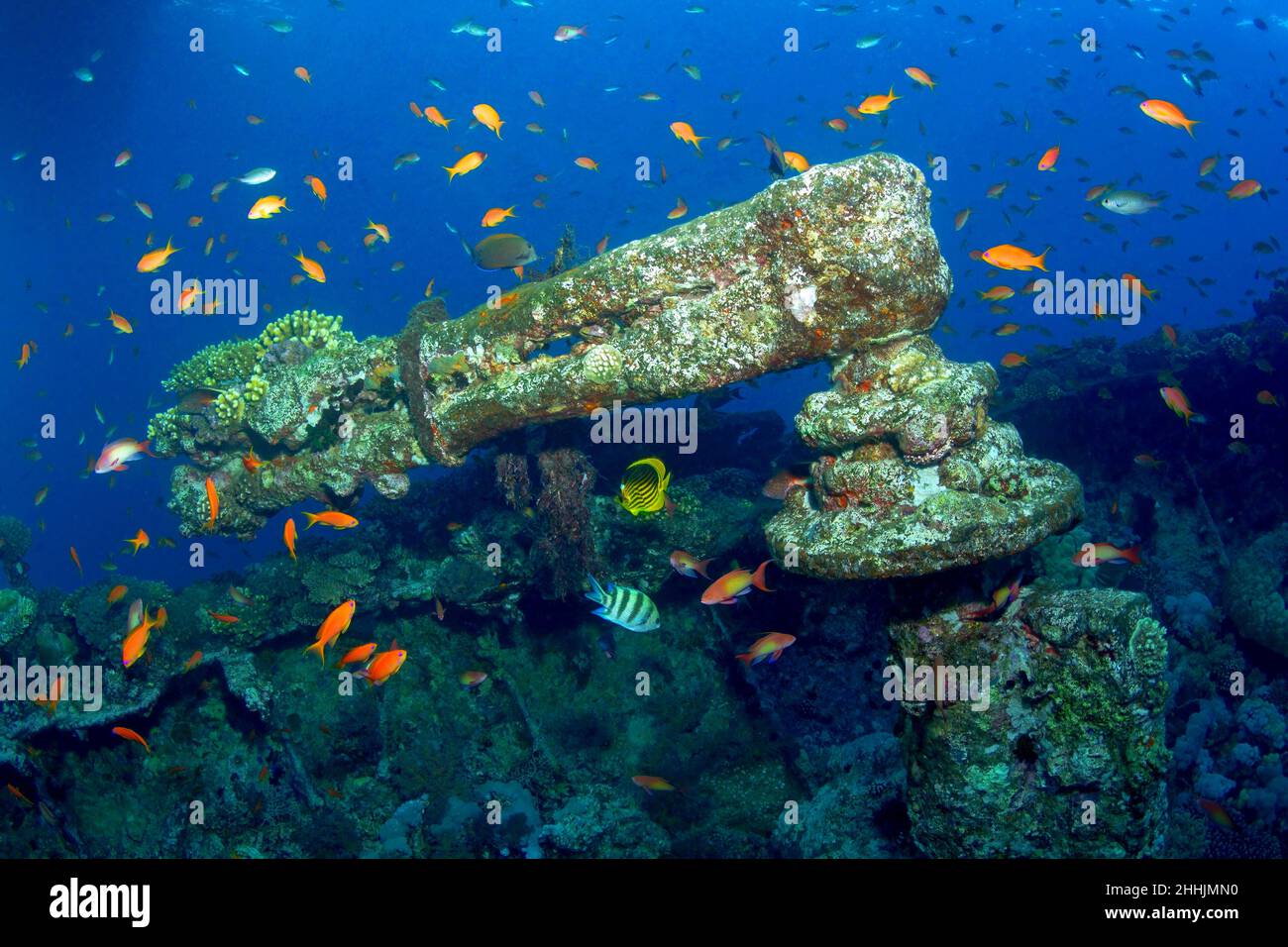 Bright colorful reef fish swimming in ruins of sunken naval ship in ...