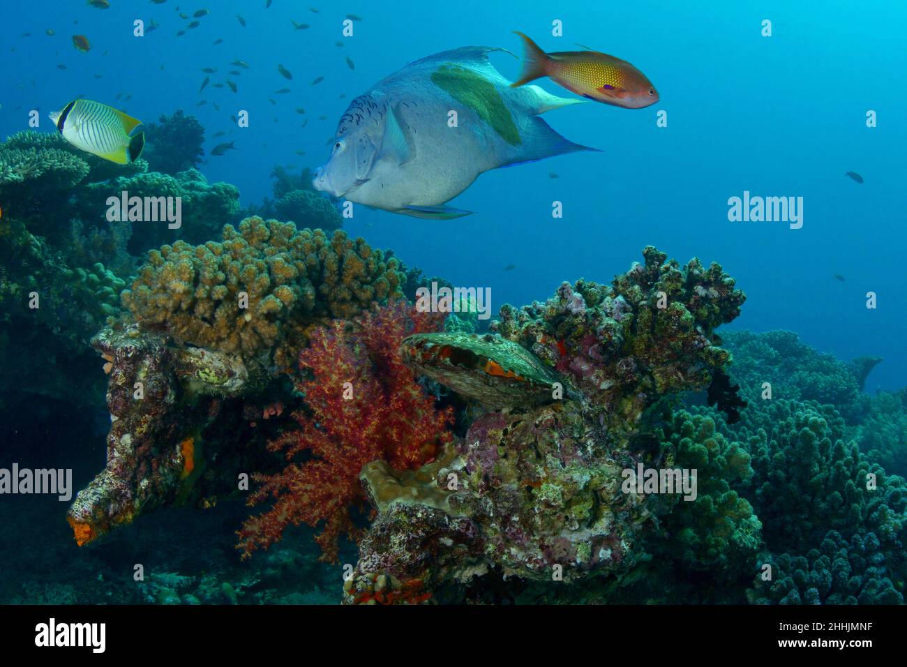 Marine fishes including sea goldie lined butterflyfish and parrotfish ...