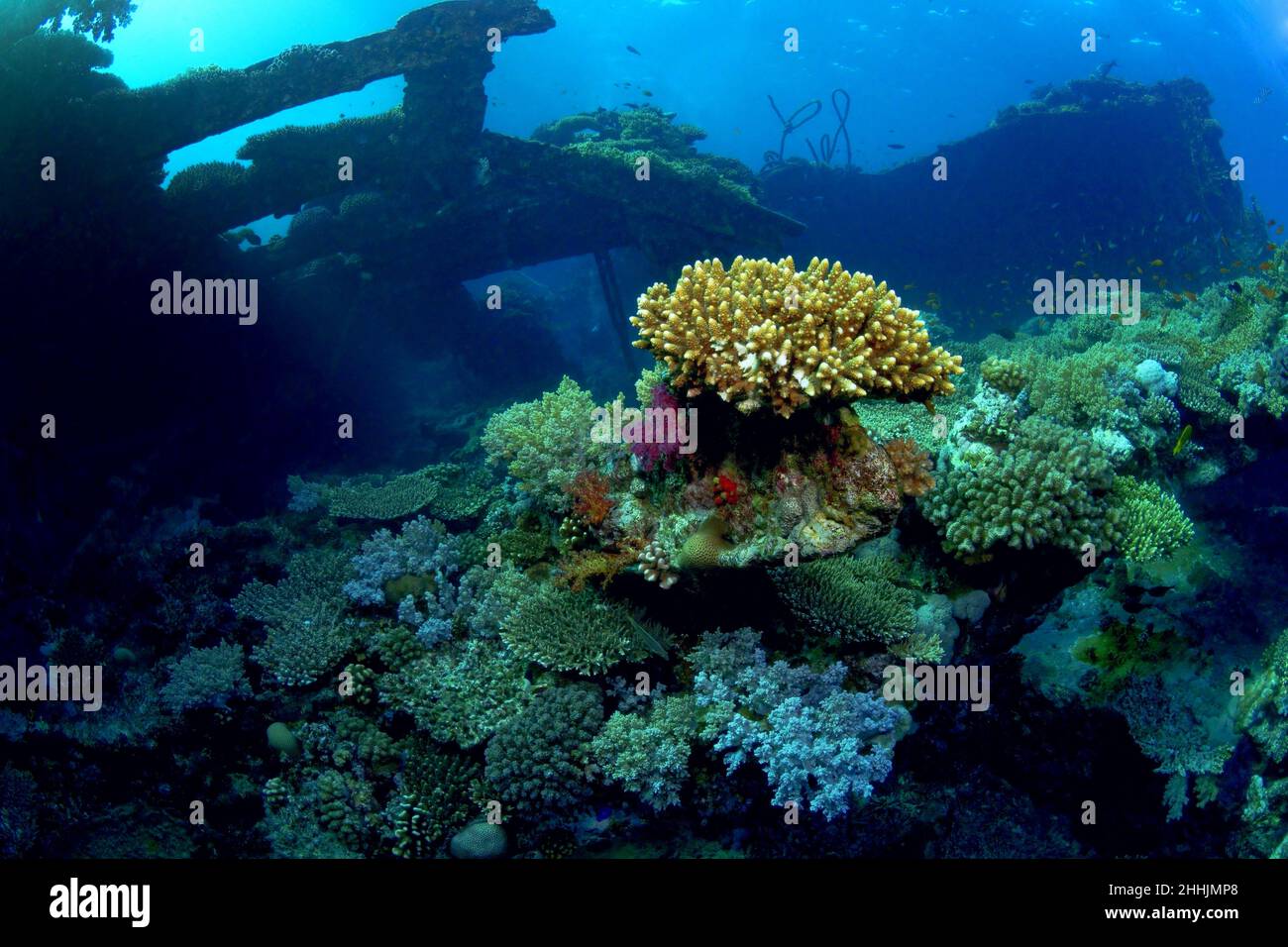 Underwater ecosystem of coral reefs growing in warm clear blue water of ...