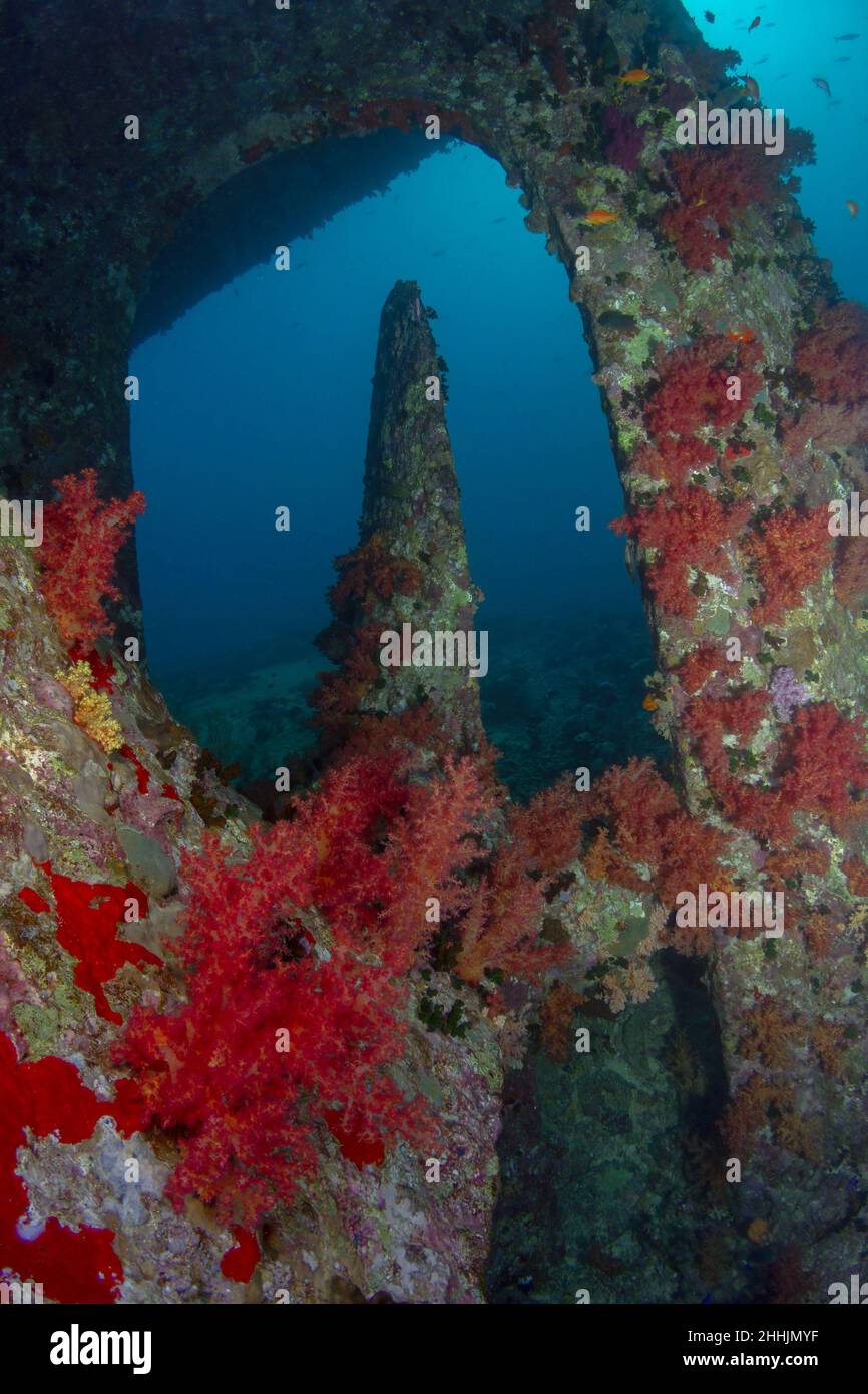 Underwater vegetation coral formations hi-res stock photography and ...