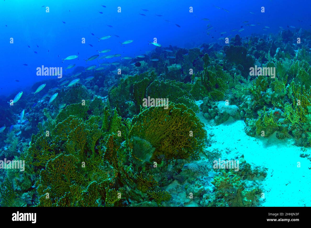 Shoal of colorful exotic orange fish swimming in coral reefs of blue ...