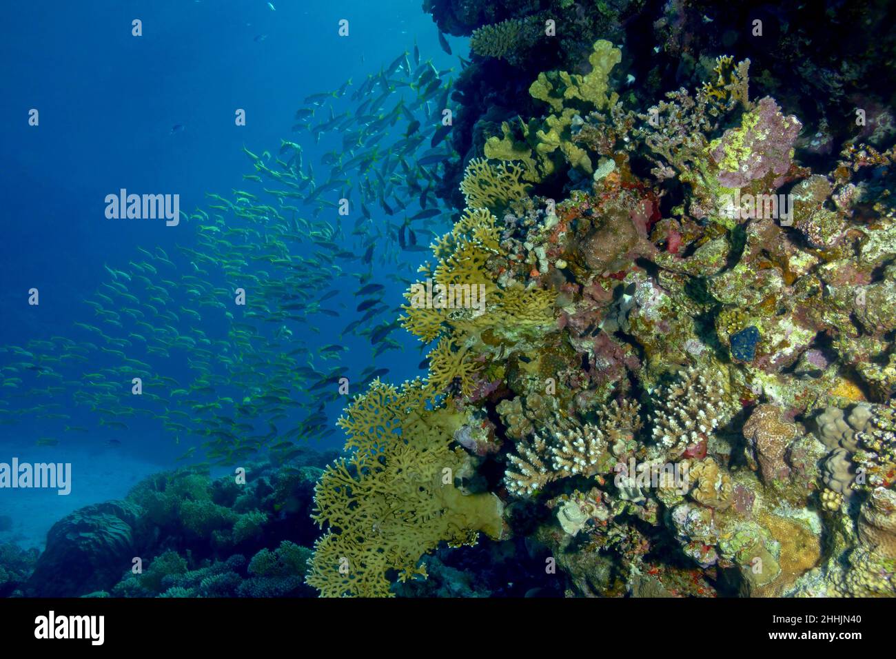 Shoal of colorful exotic orange fish swimming in coral reefs of blue ...