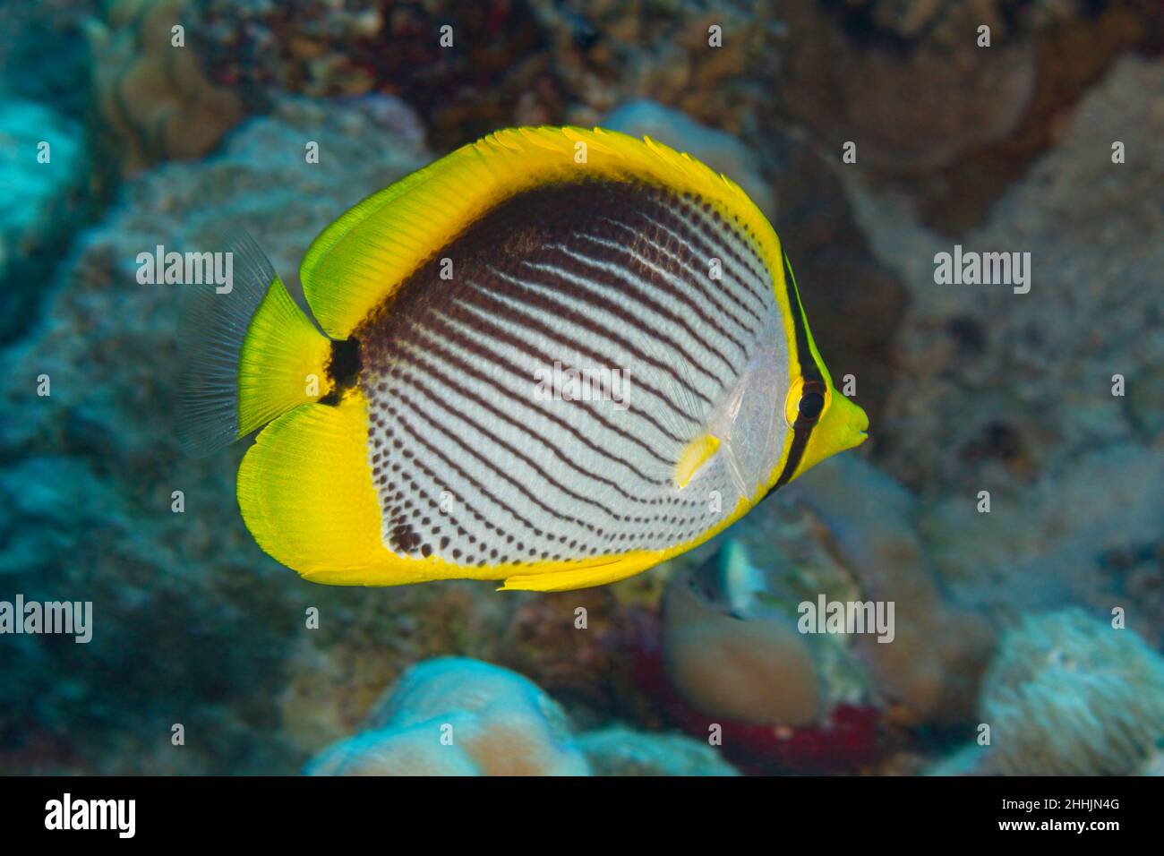 Yellow Blackback butterflyfish with fins swimming near stony coral ...