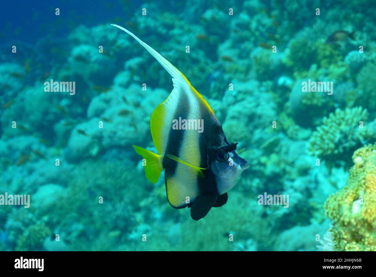 Colorful exotic red sea bannerfish with compressed body and black ...