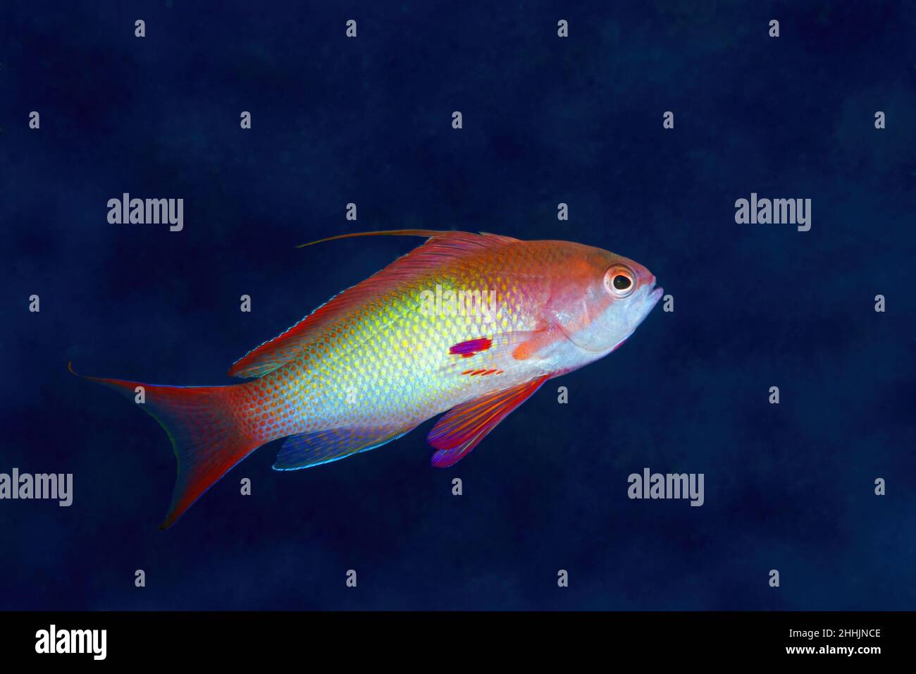 Colorful exotic single small sea goldie fish with pink skin swimming in ...