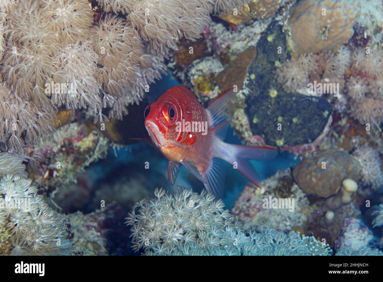 Transparent sea water near stony hi-res stock photography and images ...