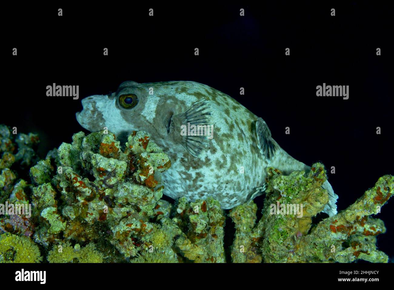 Big Japanese puffer fish with spots on body lying on rough corals in ...