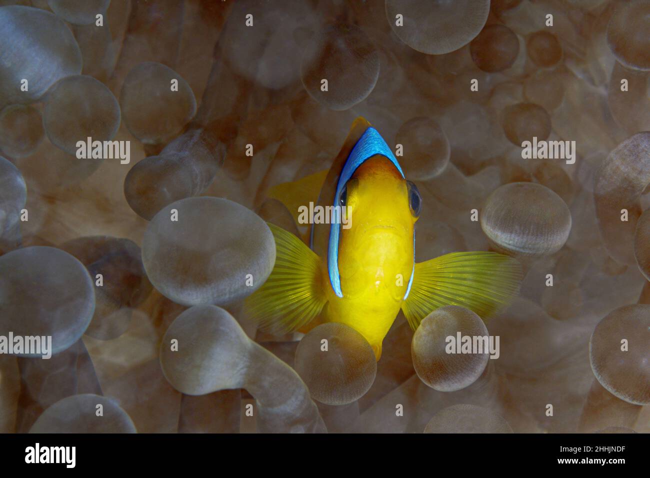 Colorful exotic red sea clownfish with yellow body and white stripes ...