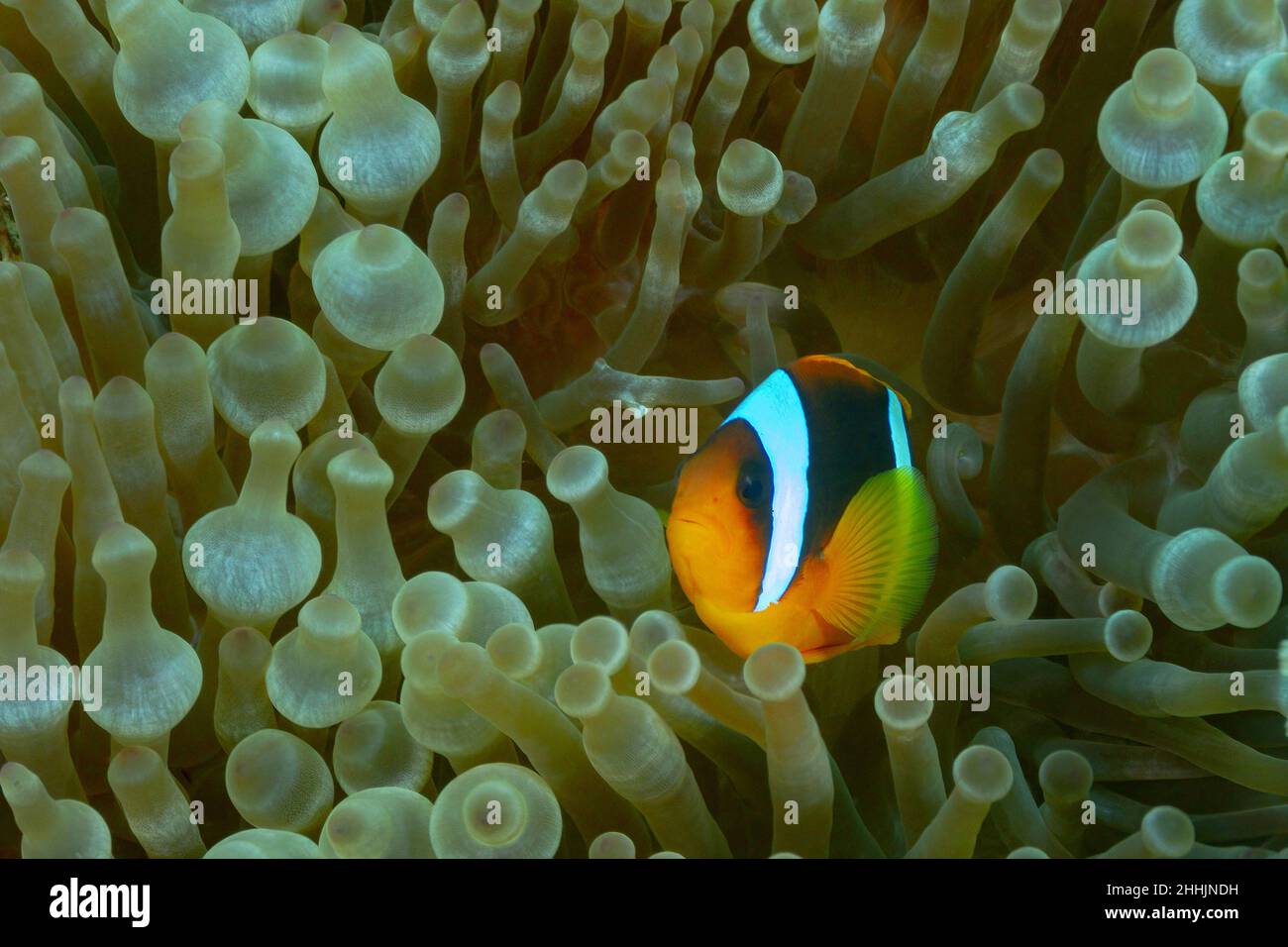 Colorful exotic red sea clownfish with yellow body and white stripes ...