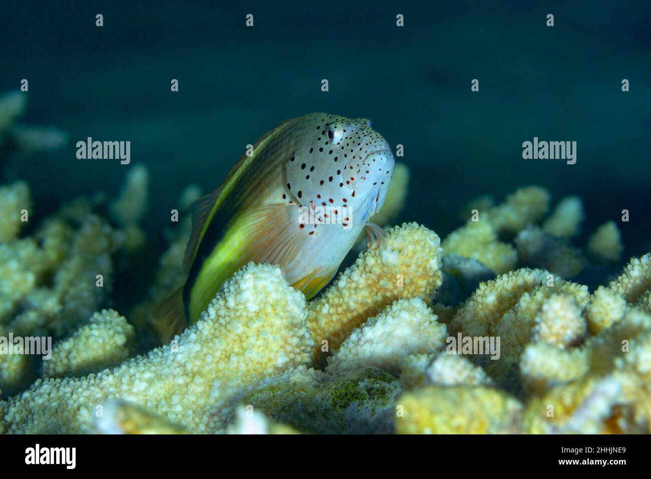 Colorful Freckled hawkfish with red speckles on gray head hiding in ...