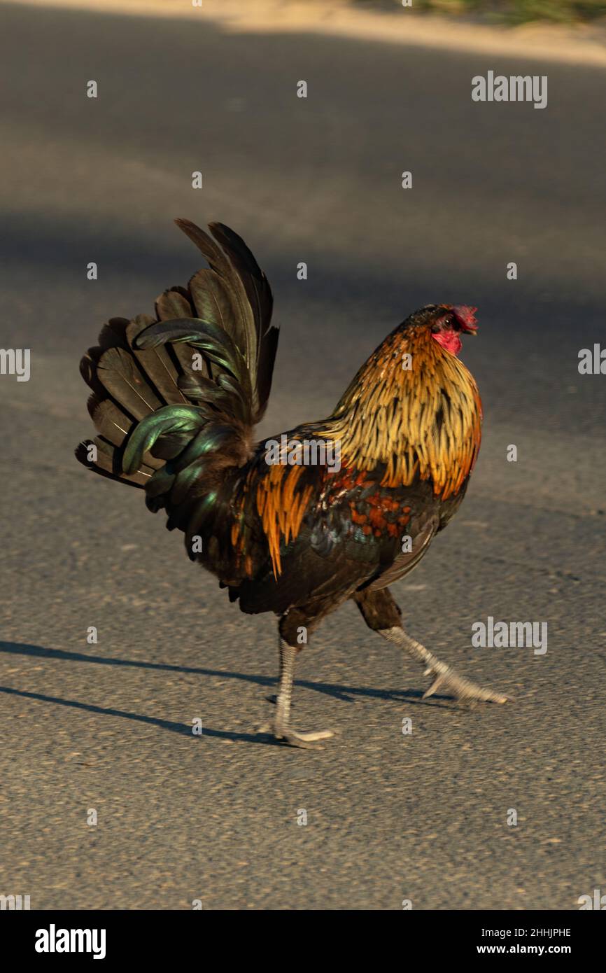 Chicken crossing the road hi-res stock photography and images - Alamy