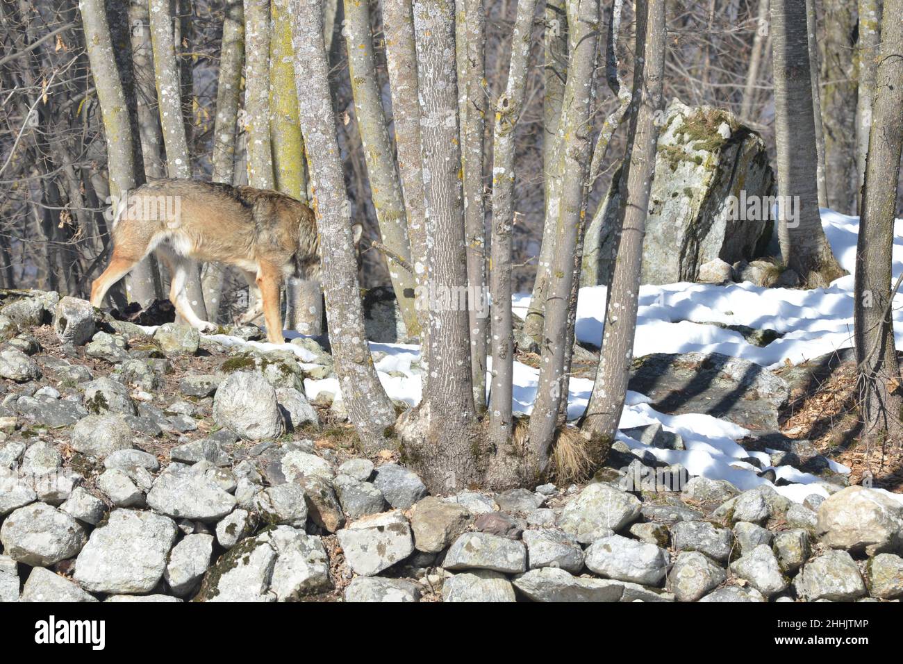 Small wolves hi-res stock photography and images - Alamy