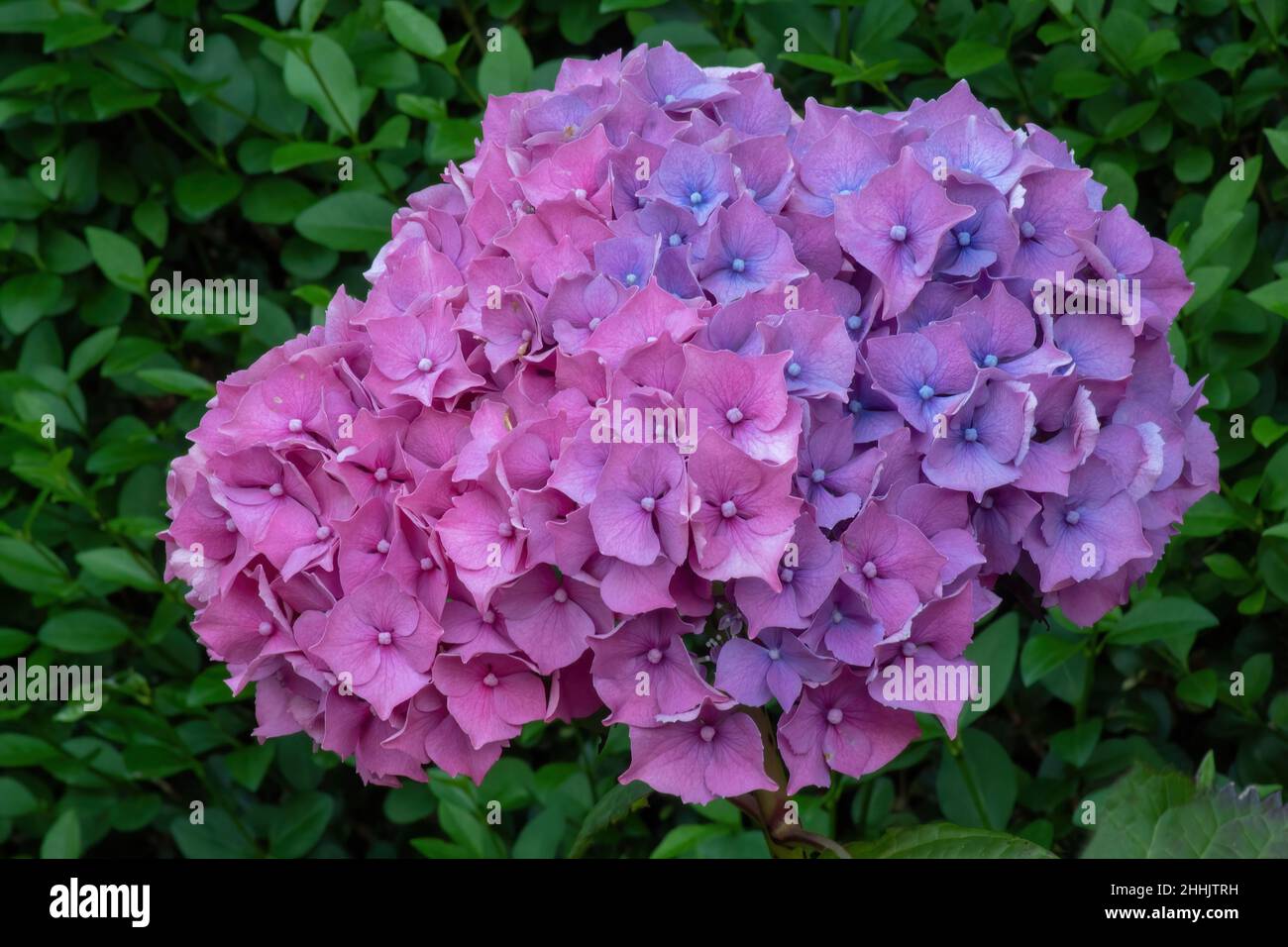 Pink hydrangea flower hi-res stock photography and images - Alamy