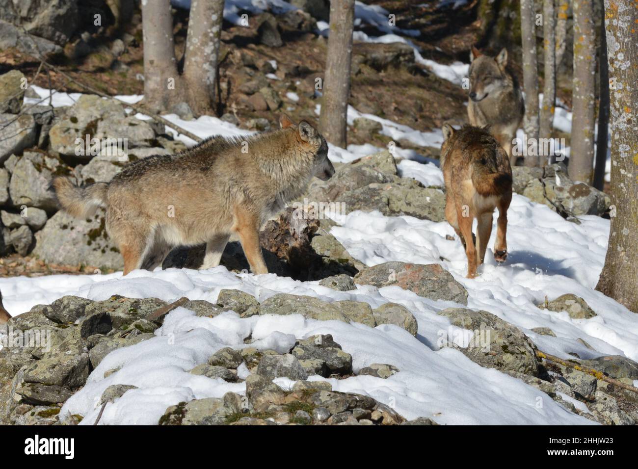 A small group of wolves photographed in Italy Stock Photo - Alamy