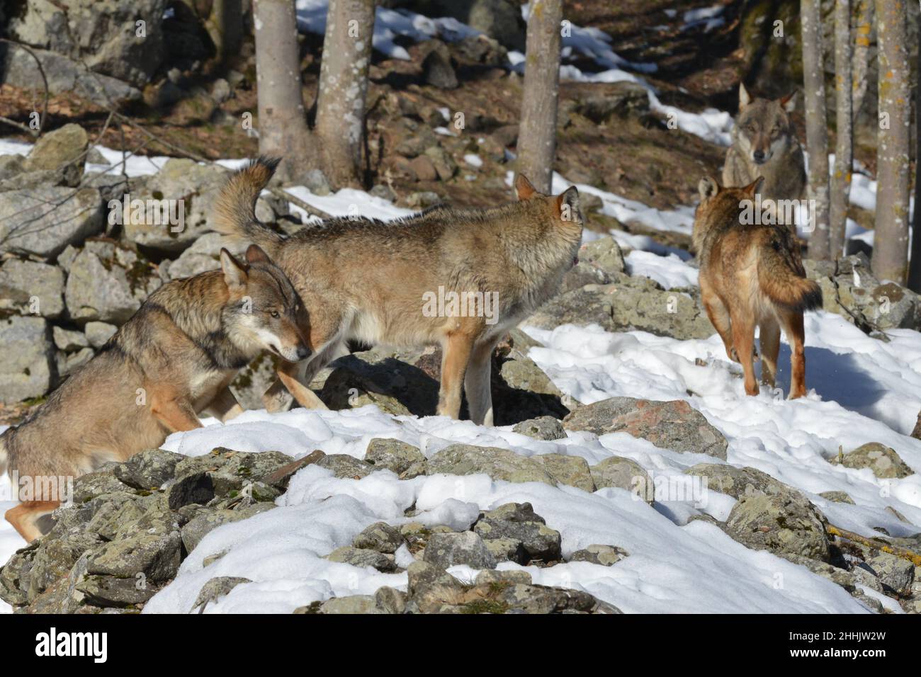 A small group of wolves photographed in Italy Stock Photo - Alamy