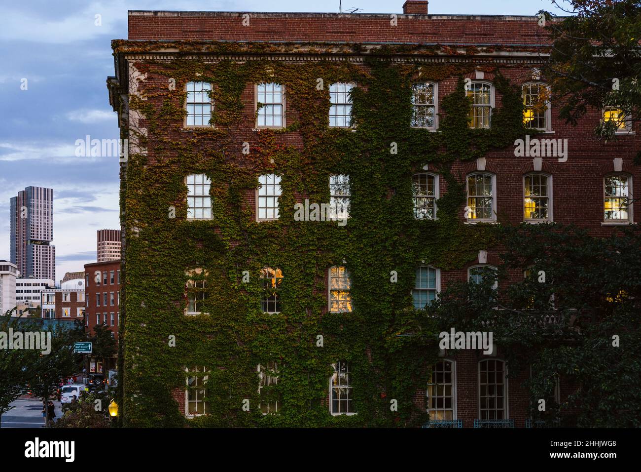 Red brick apartment building wall covered by green ivy in Boston Stock ...
