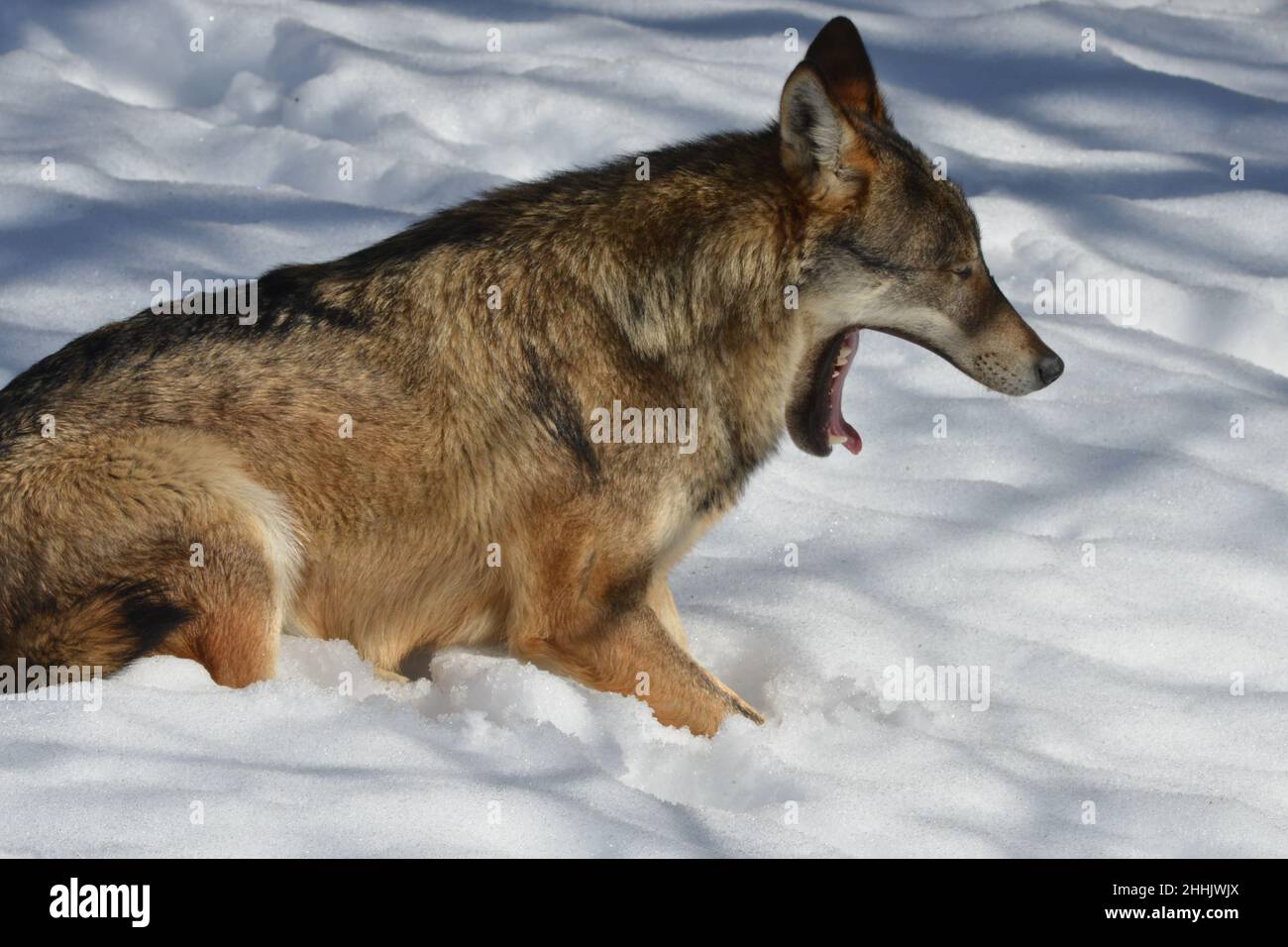 A small group of wolves photographed in Italy Stock Photo - Alamy