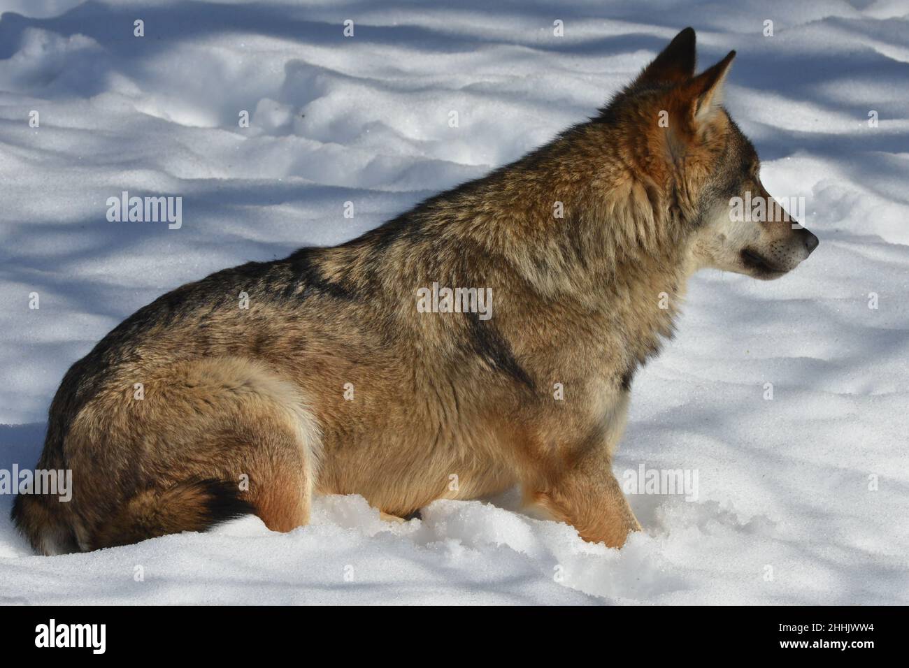 A small group of wolves photographed in Italy Stock Photo - Alamy