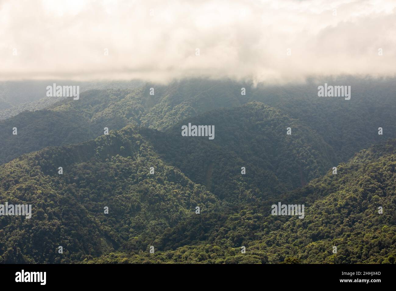 Misty landscape in the Monteverde forest of Costa Rica, with birds ...