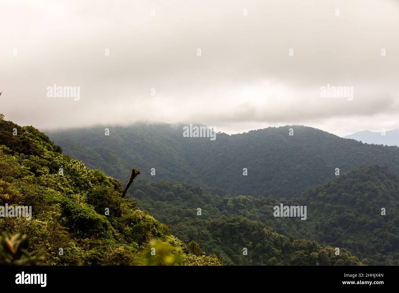 Misty landscape in the Monteverde forest of Costa Rica, with birds ...