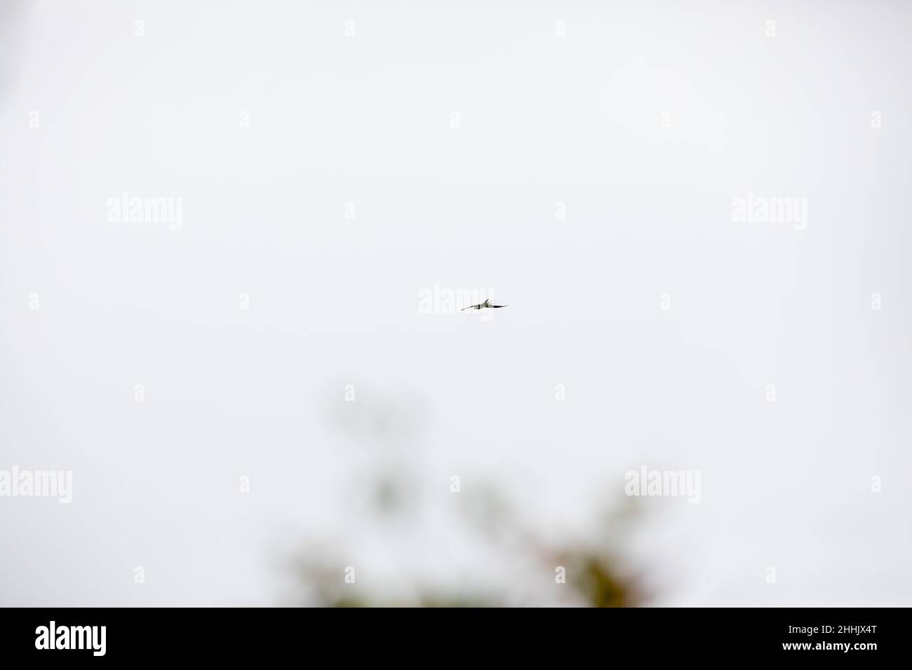 Misty landscape in the Monteverde forest of Costa Rica, with birds ...