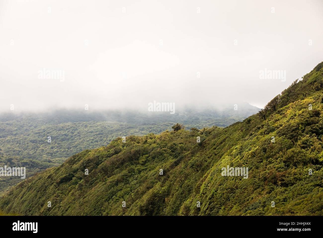 Misty landscape in the Monteverde forest of Costa Rica, with birds ...