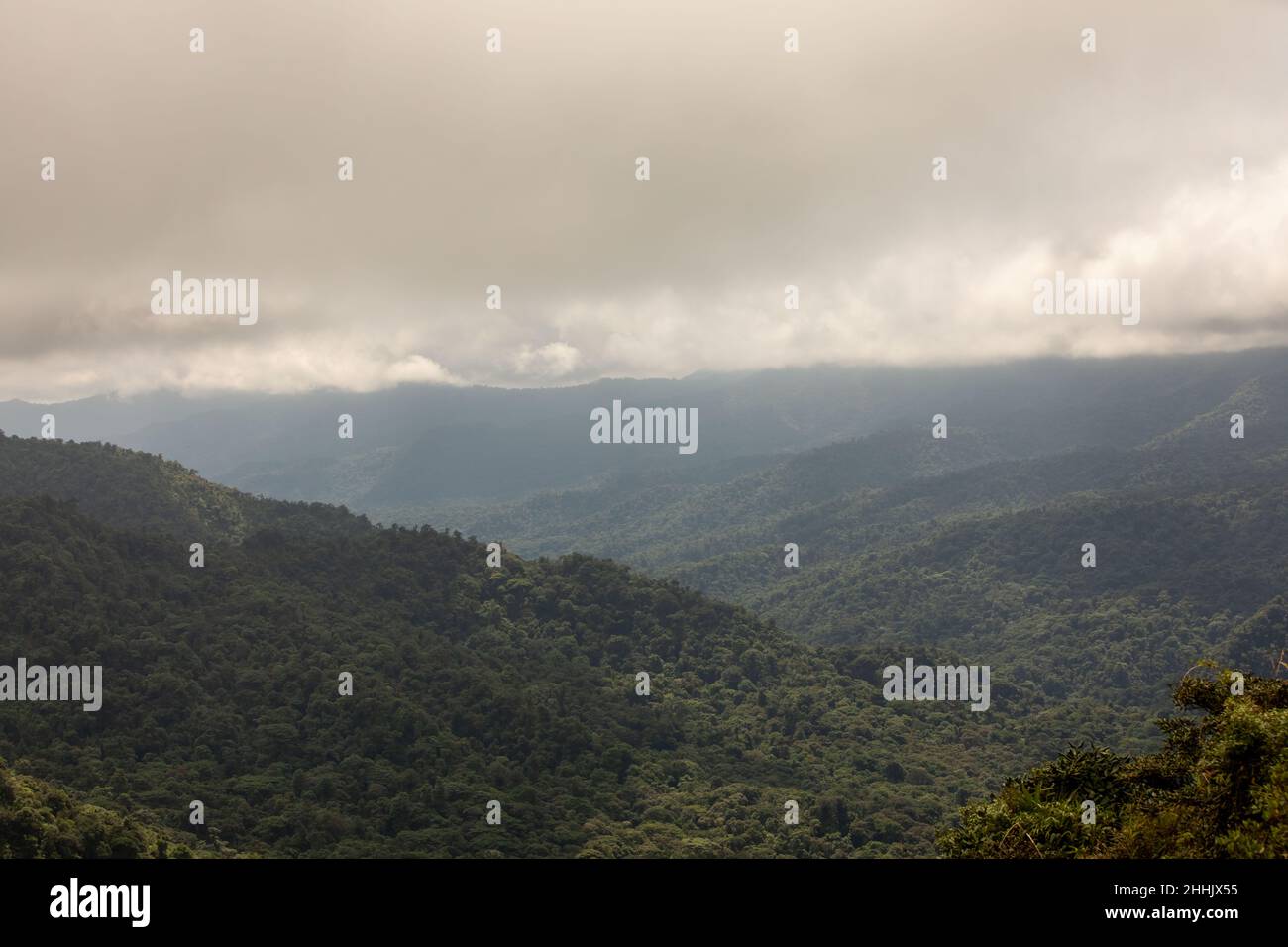 Misty landscape in the Monteverde forest of Costa Rica, with birds ...