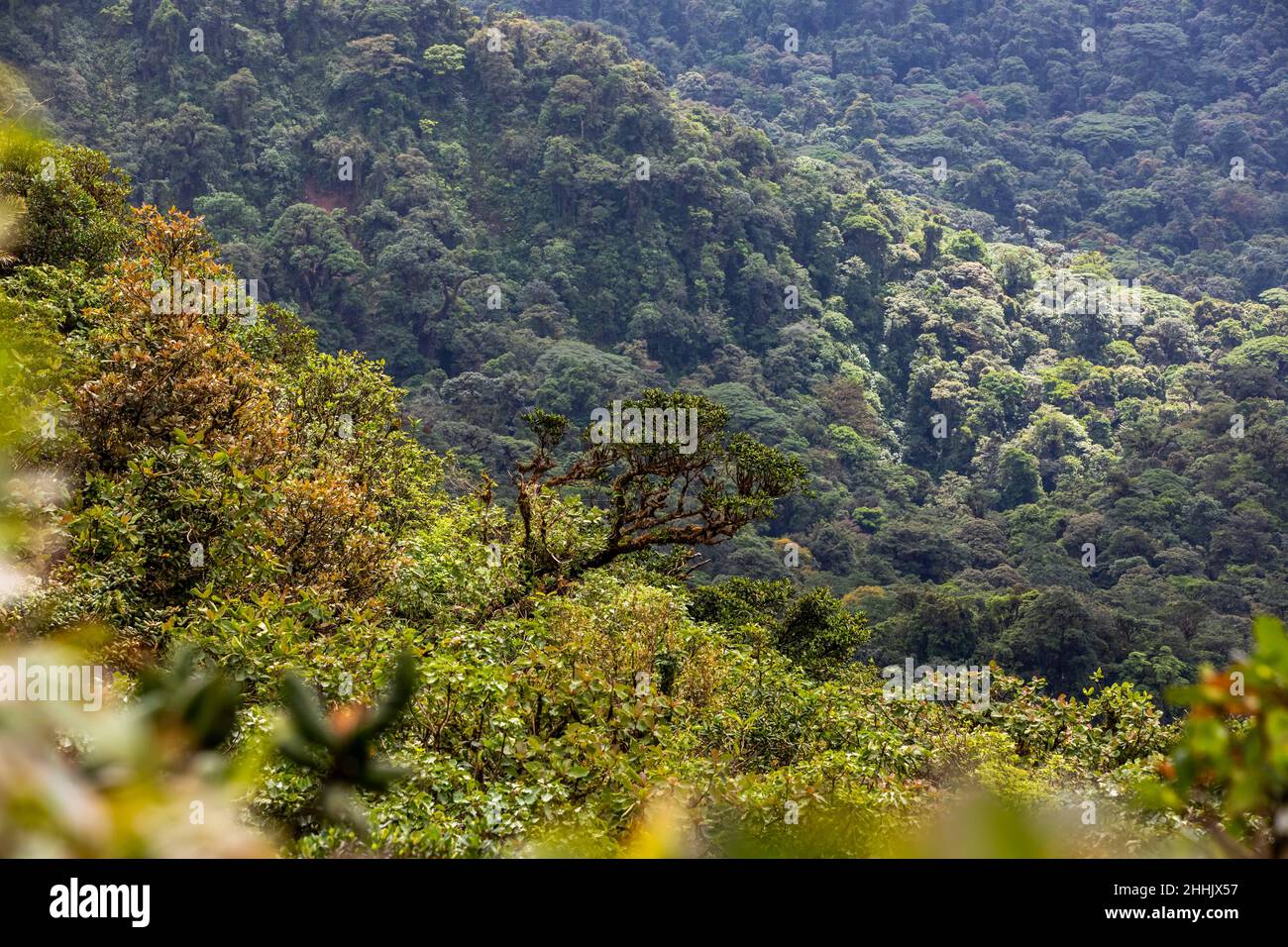 Misty landscape in the Monteverde forest of Costa Rica, with birds ...