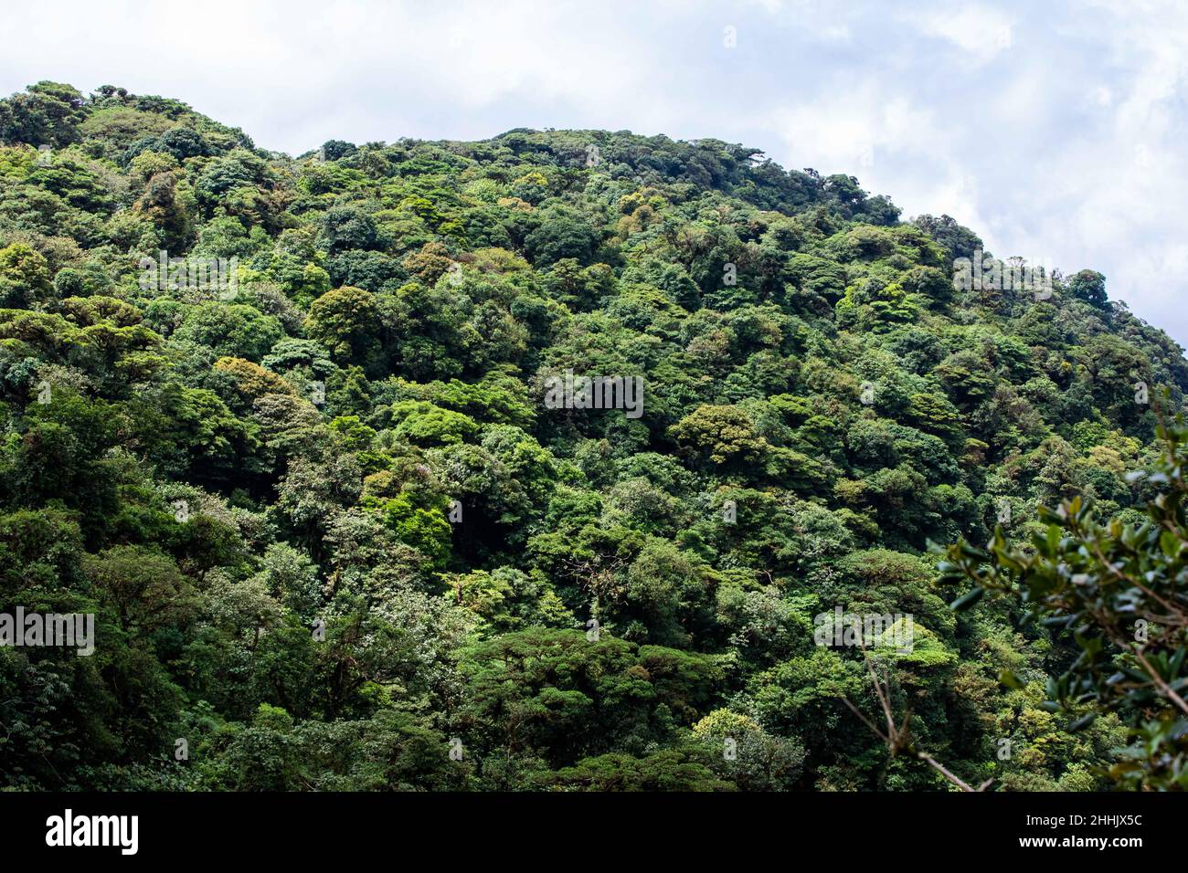 Misty landscape in the Monteverde forest of Costa Rica, with birds ...